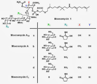 抗生素的介紹 Part III 之一：Moenomycin A - 科學，就是醬